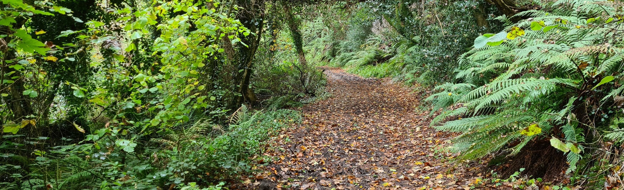 Hazel Woods: 11 Fotos - County Waterford, Irland | AllTrails