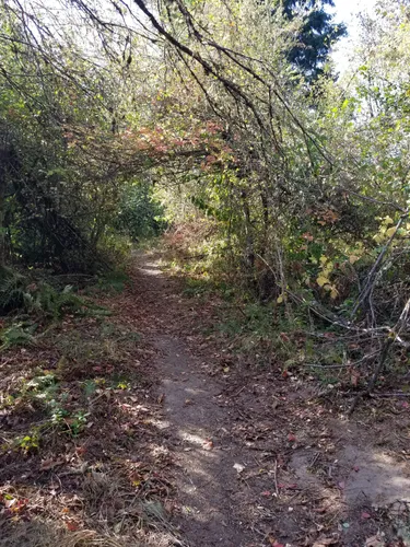 Best Hikes and Trails in Kelly Butte Natural Area | AllTrails