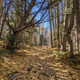 Canjilon Lakes and Canijilon Mountain Loop, New Mexico - 40 Reviews ...