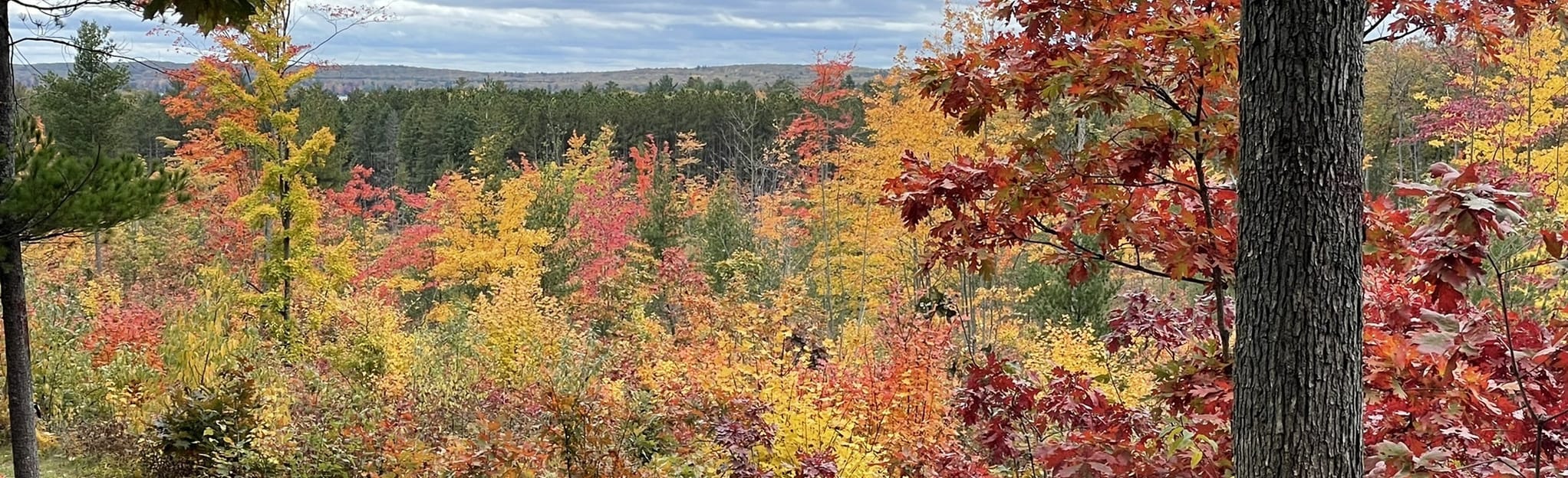 Upland Nature Trail Loop | Map, Guide - Michigan | AllTrails