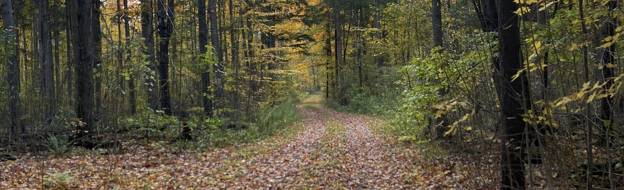 Brant Tract: The Maples, Ontario, Canada - 3 Reviews, Map | AllTrails
