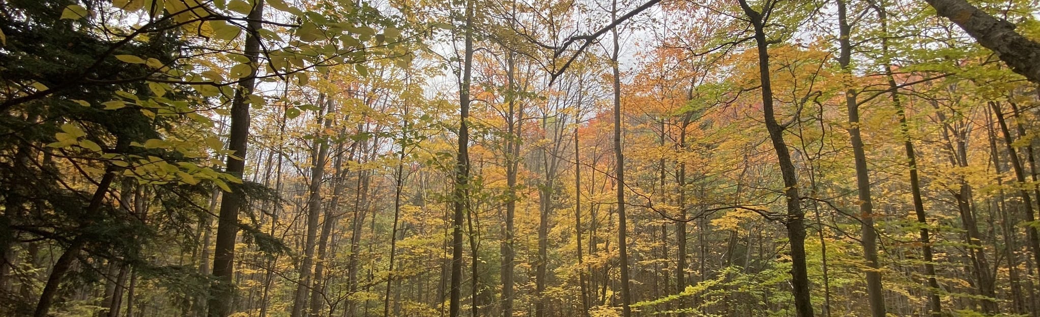 Brant Tract: The Widow Maker, Ontario, Canada - 2 Reviews, Map | AllTrails