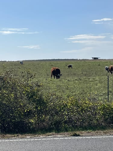 Best Hikes and Trails in Katama Farm | AllTrails