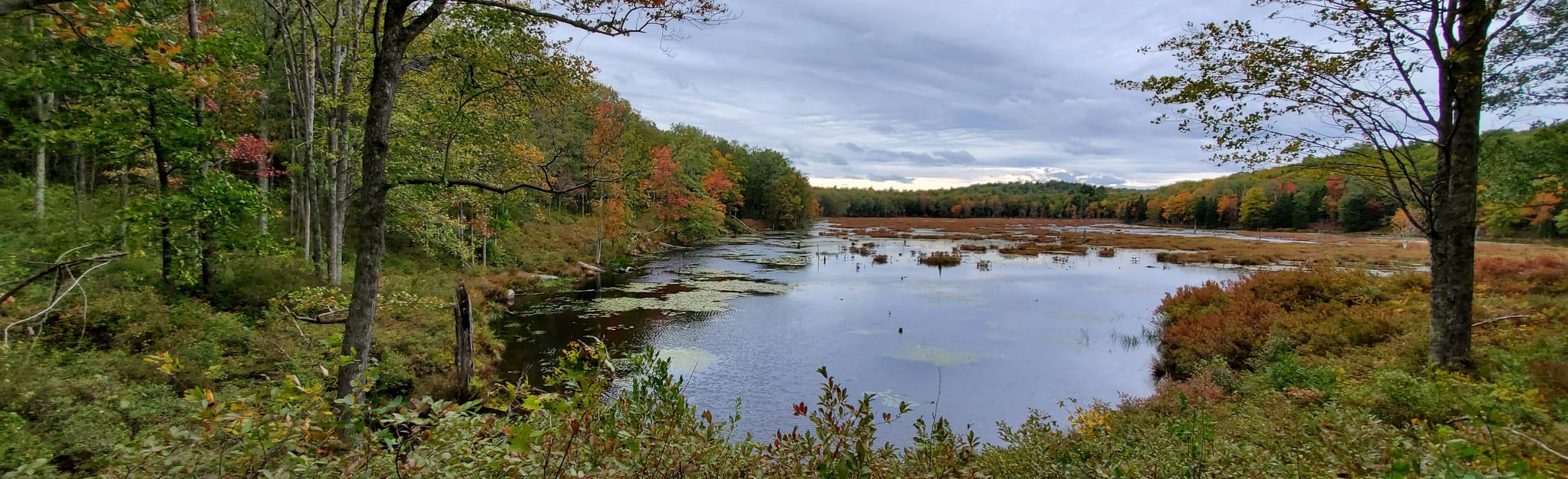 Painter Swamp Trail: 29 Reviews, Map - Pennsylvania | AllTrails
