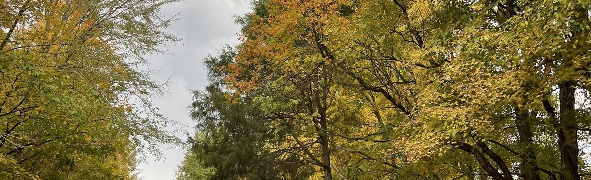 Yanahli Woods and Fields: 62 Reviews, Map - Tennessee | AllTrails