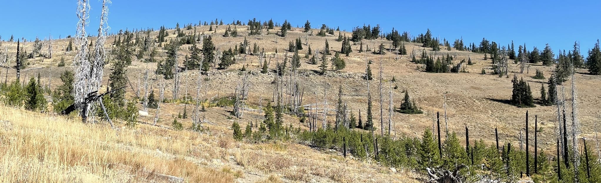 Driveway Butte Trail: 32 Reviews, Map - Washington | AllTrails