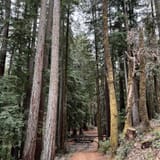 Lake Lagunitas, California - 622 Reviews, Map | AllTrails
