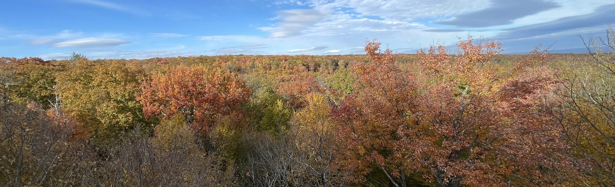 Beam Rocks, Pennsylvania - 108 Reviews, Map | AllTrails