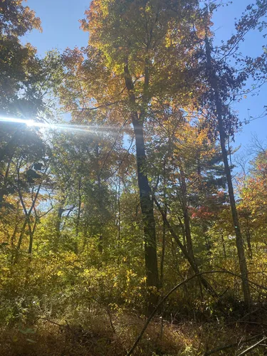 Best Hikes and Trails in Morgan Monroe State Forest | AllTrails