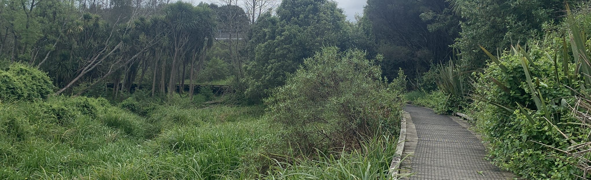 Mangaiti Gully Walk | Map, Guide - Waikato, New Zealand | AllTrails