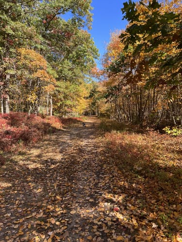 2023 Best Moderate Trails in Douglas State Forest | AllTrails