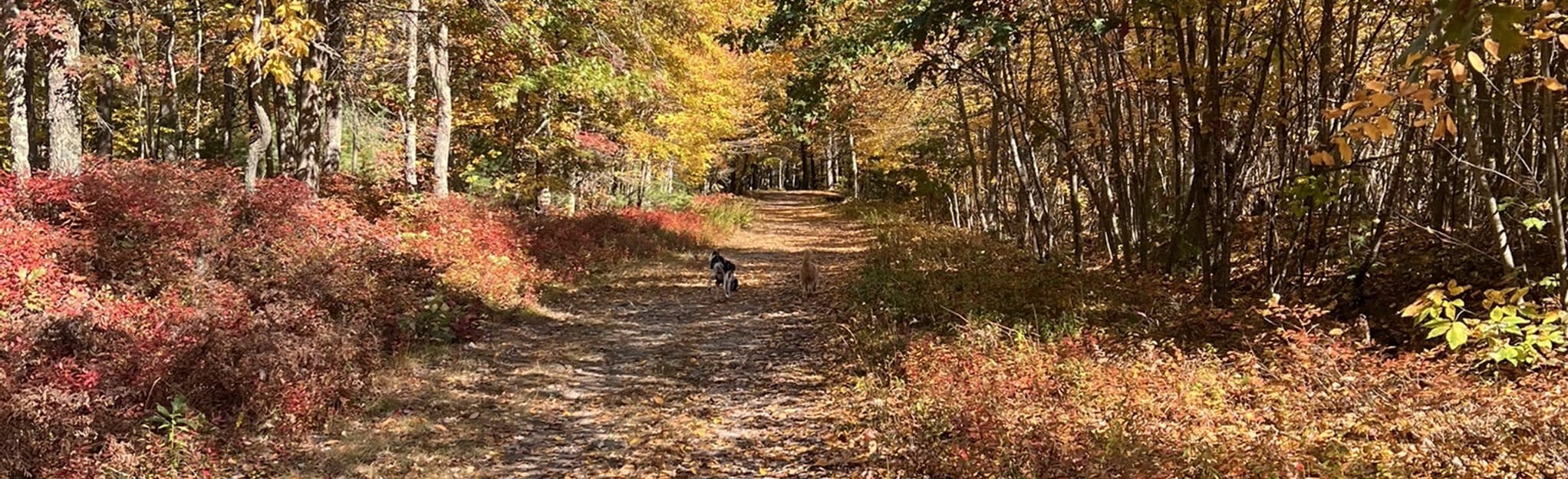 Midstate Trail through Douglas State Forest, Massachusetts - 126 ...