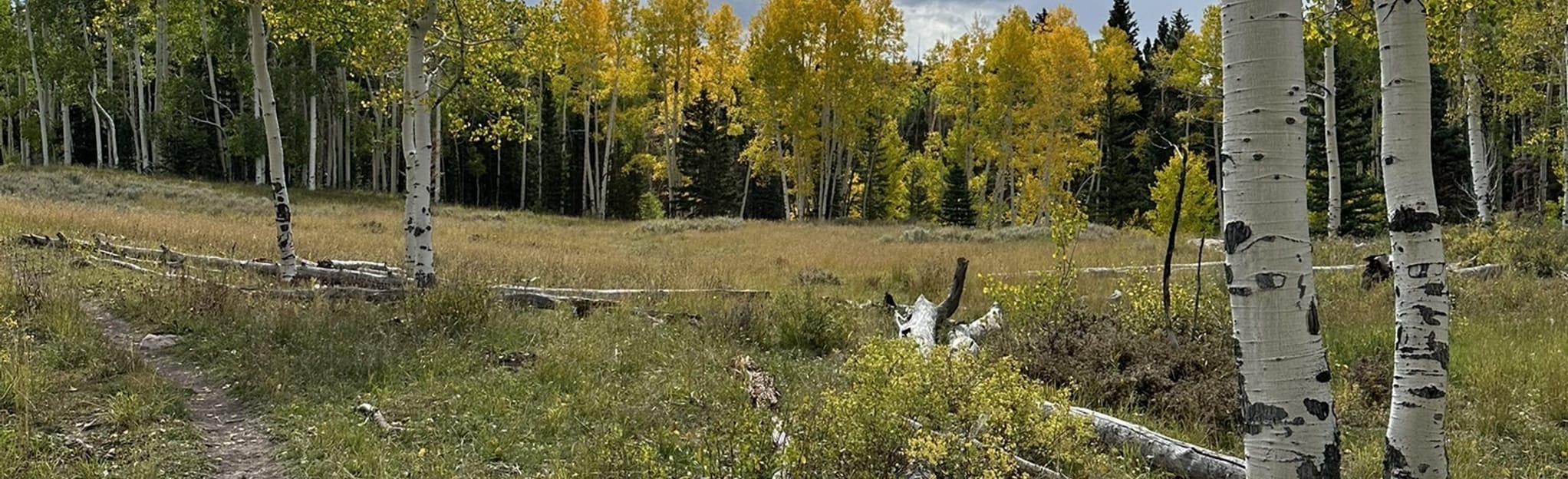 Turkey Flats Loop Trail, Colorado - 141 Reviews, Map | AllTrails