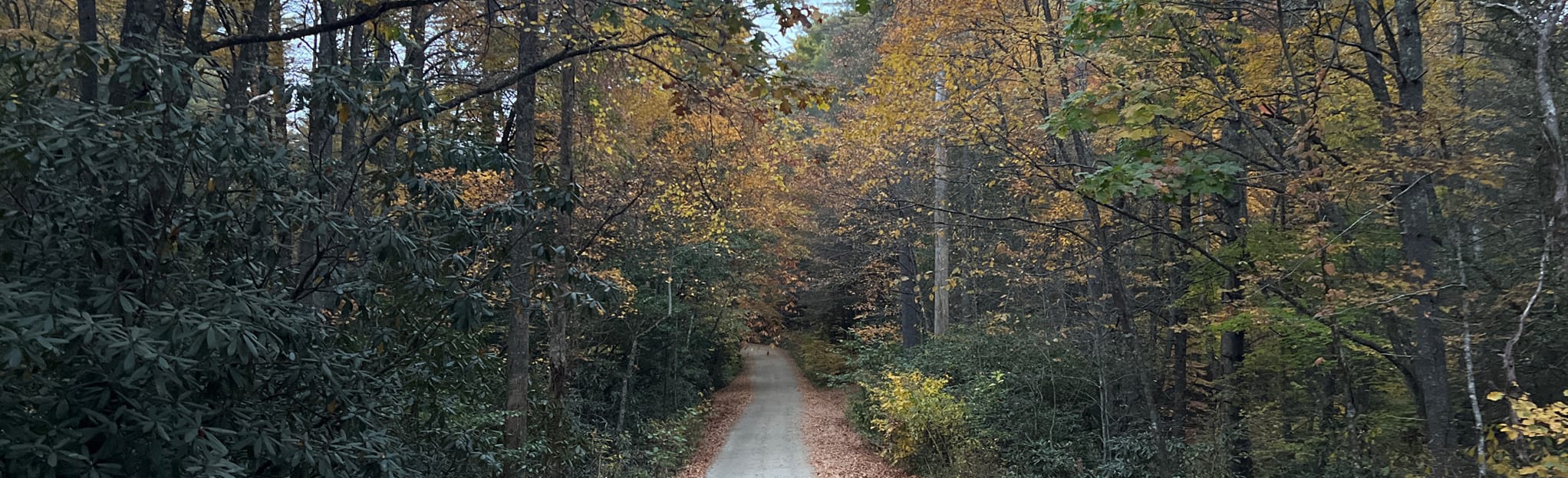 Springer Mountain via Appalachian Trail: 223 Reviews, Map - Georgia ...