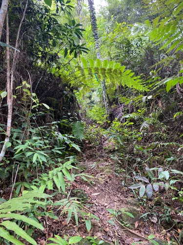 2023 Best Views Trails in Kampung Kepayang | AllTrails