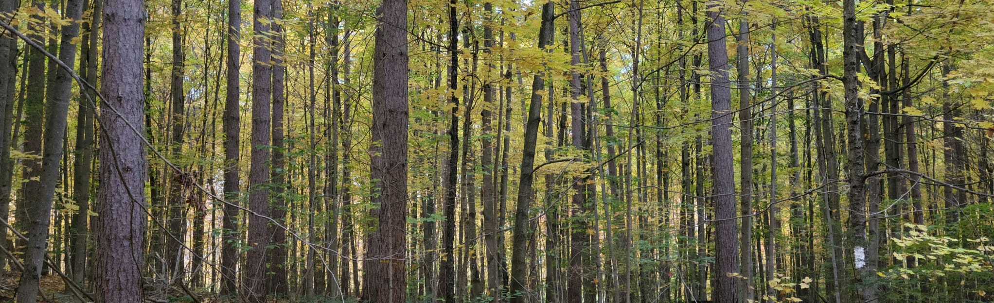 Simcoe County Forest: Tiffin Tract: 51 Reviews, Map - Ontario, Canada ...