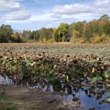 Adams Lake Loop Trail, Ohio - 48 Reviews, Map | AllTrails