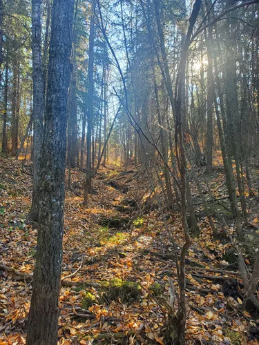 Bittern Lake : les meilleures randonnées pour voir des fleurs sauvages ...