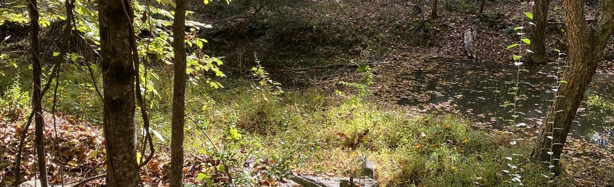 Pacolet Nature Trail, South Carolina - 17 Reviews, Map | AllTrails