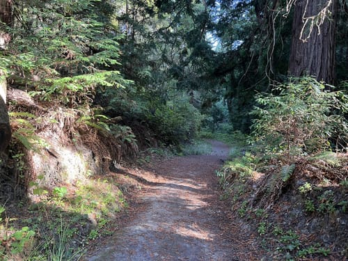 Best Hikes and Trails in San Mateo County Memorial Park | AllTrails