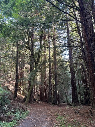 Best Hikes and Trails in San Mateo County Memorial Park | AllTrails