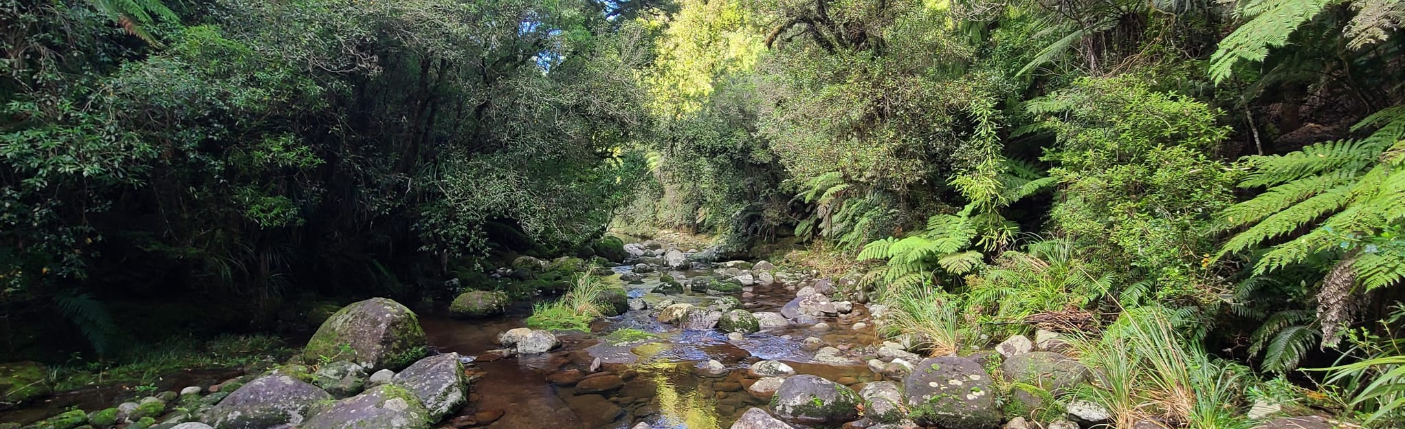 Ngamuwahine Loop Track, Bay of Plenty, New Zealand - 33 Reviews, Map ...