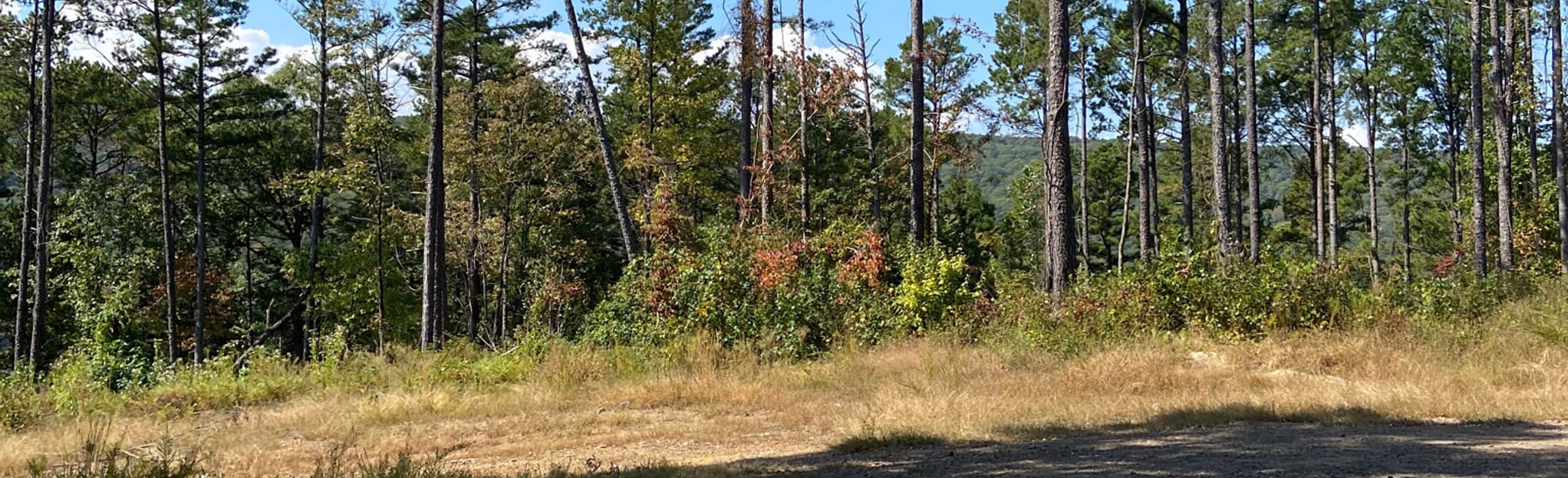 Mill Creek OHV Trail Loop - Arkansas | AllTrails