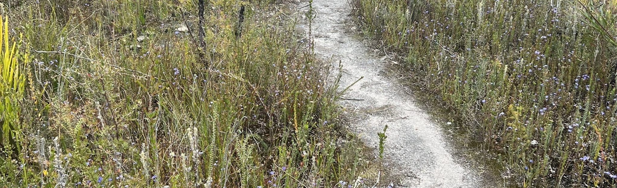 Dargans Arch Track, New South Wales, Australia - 135 Reviews, Map ...