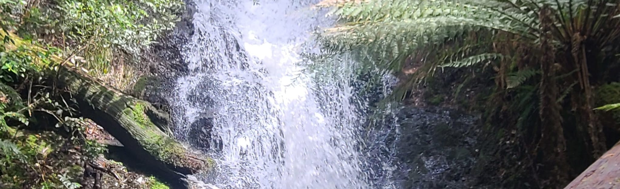 Evercreech Falls Walk: 35 Reviews, Map - Tasmania, Australia | AllTrails