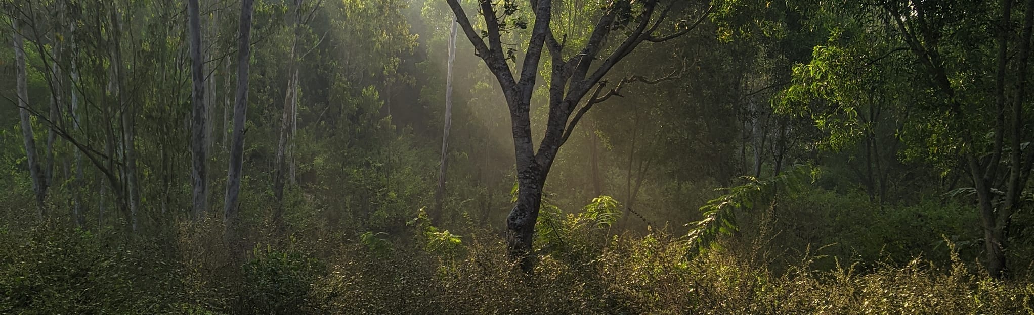 Lingarajapura Forest, Karnataka, India - Map, Guide | AllTrails