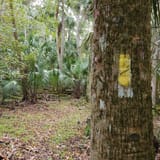 Bulow Woods Hiking Trail, Florida - 227 Reviews, Map | AllTrails