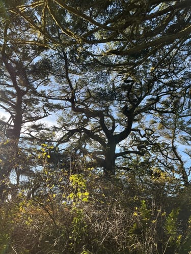 Best Hikes and Trails in Admiralty Inlet Natural Area Preserve | AllTrails