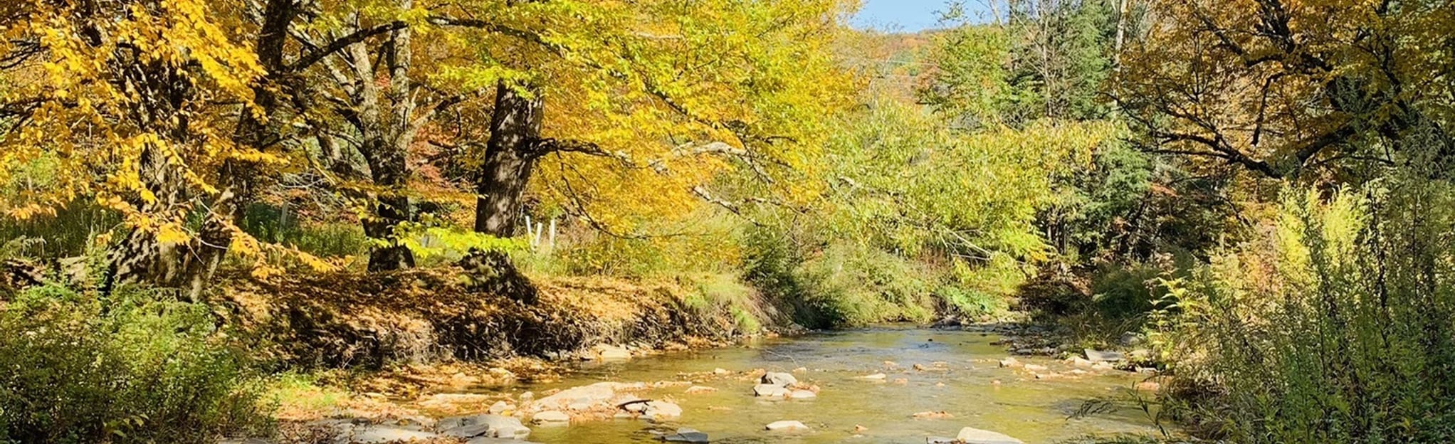 Salt Springs State Park Outer Loop, Pennsylvania - 53 Reviews, Map ...