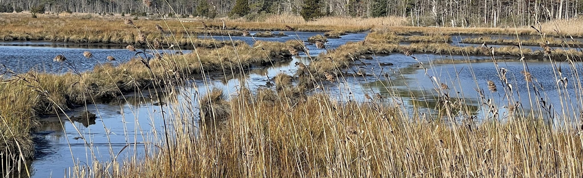 Cattus Island Main Trail and Island Trail Loop, New Jersey - 74 Reviews ...