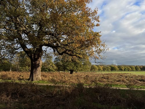 2023 Best 10 Trails in Richmond Park | AllTrails