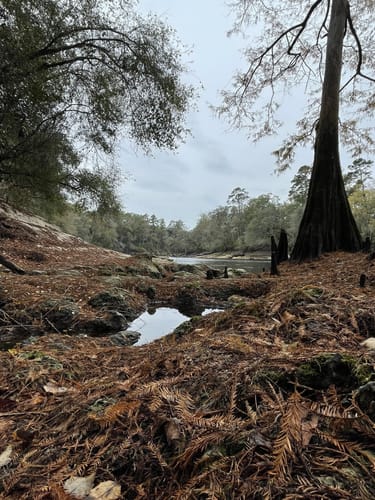 Best Hikes and Trails in Suwannee River State Park | AllTrails