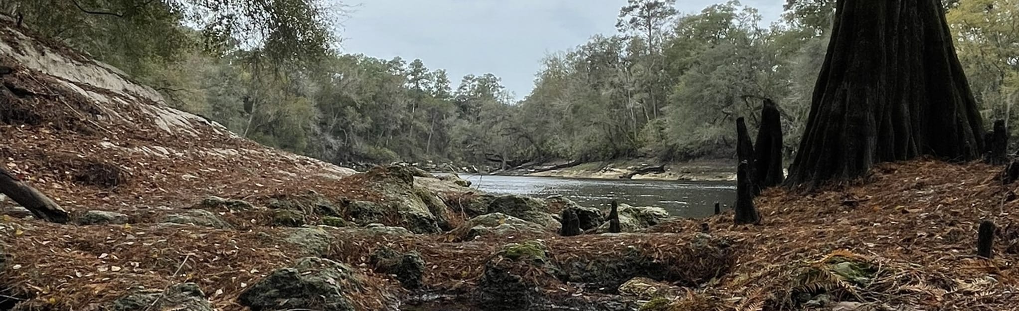 Suwannee River and Lime Sink Run Loop: 34 Reviews, Map - Florida ...