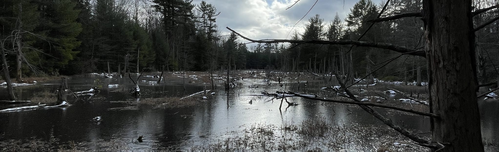 High Knob, Loyalsock, and Bridle Trail Loop | Map, Guide - Pennsylvania ...