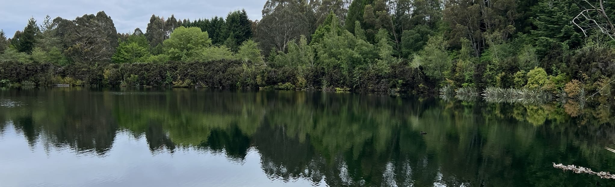 Lake Henry Loop Trail, Southland, New Zealand - 39 Reviews, Map | AllTrails