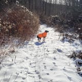 Paine Mountain, Vermont - 140 Reviews, Map | AllTrails