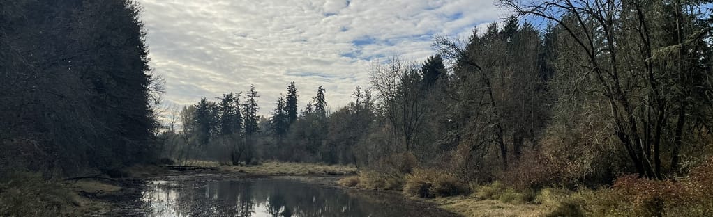 Are Dogs Allowed At Thprd Facilities