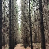 Bottle Lake Forest Blue Track, Canterbury, New Zealand - 238 Reviews ...