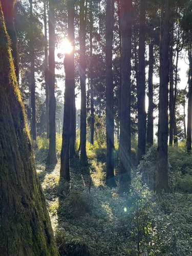 Best Hikes and Trails in Senchal Wildlife Sanctuary | AllTrails