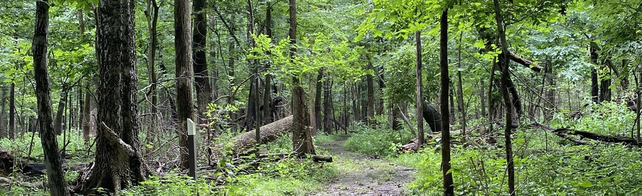 Osage, Pawnee, and Cherokee Loop, Illinois - 3 Reviews, Map | AllTrails