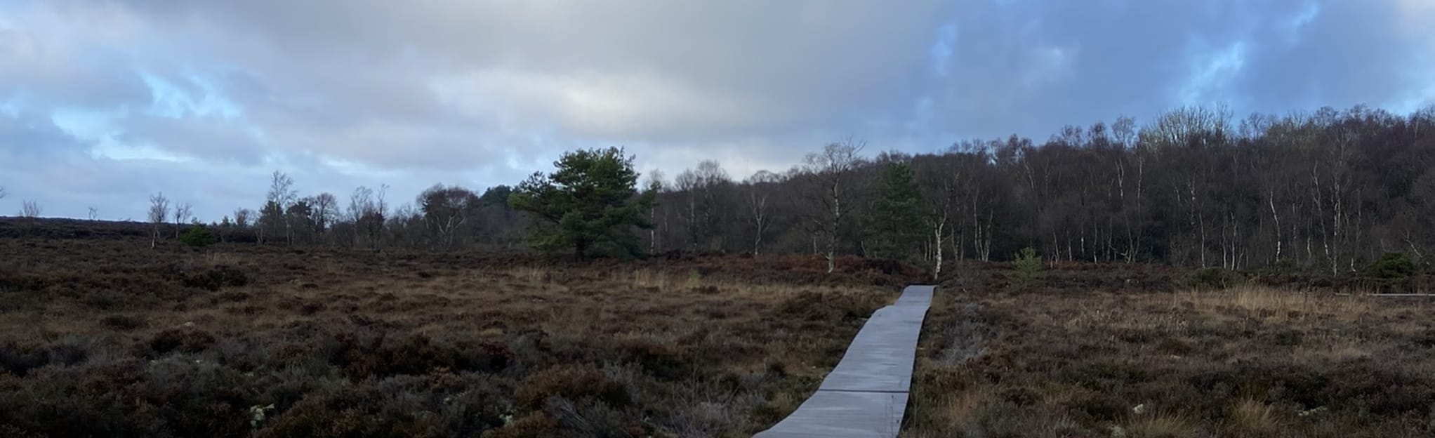 Killaun Bog Trail: 10 Reviews, Map - County Offaly, Ireland | AllTrails