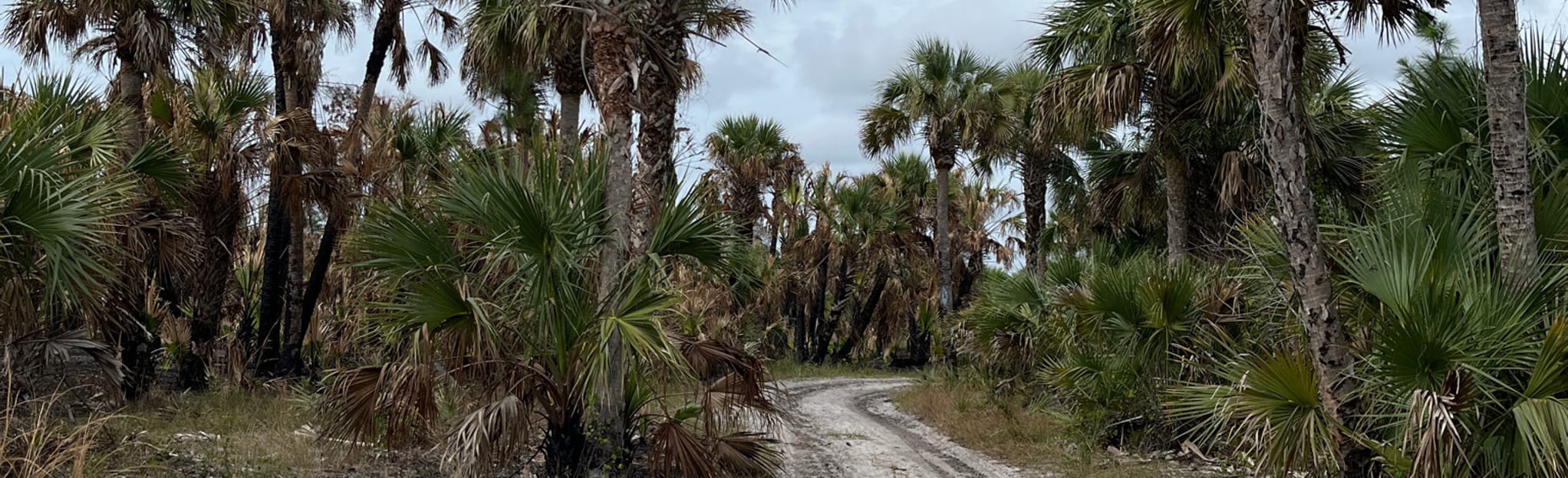 Picayune Strand Forest Purple Loop, Florida - 21 Reviews, Map | AllTrails