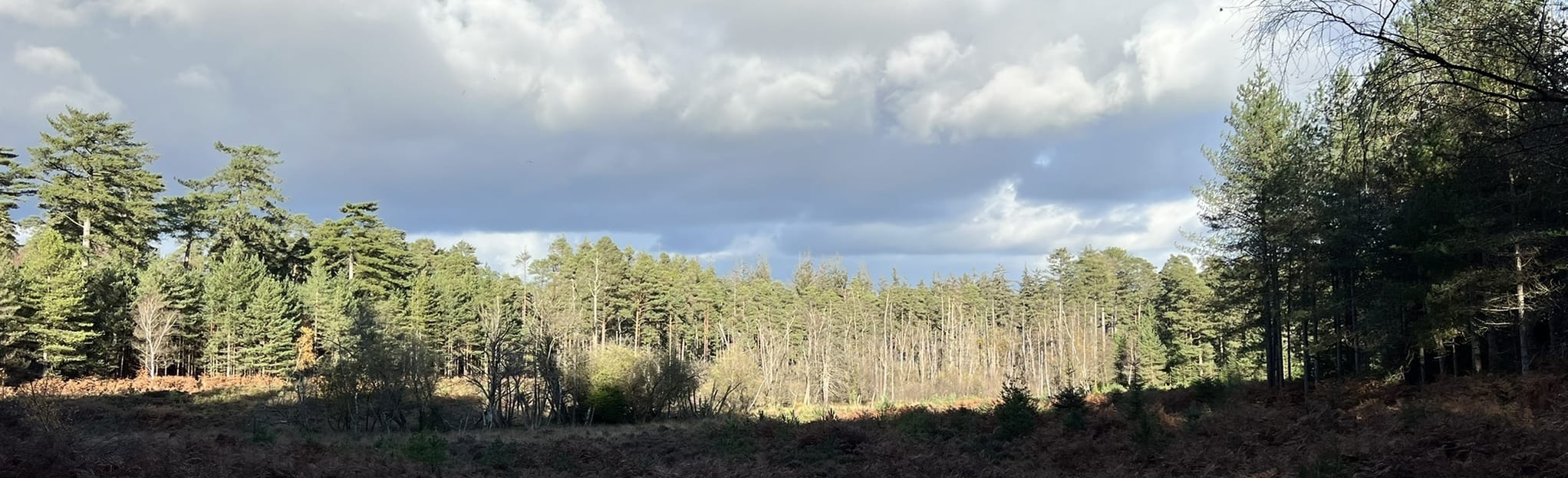 The Eagle Oak in Knightwood Inclosure, Hampshire, England - 19 Reviews ...