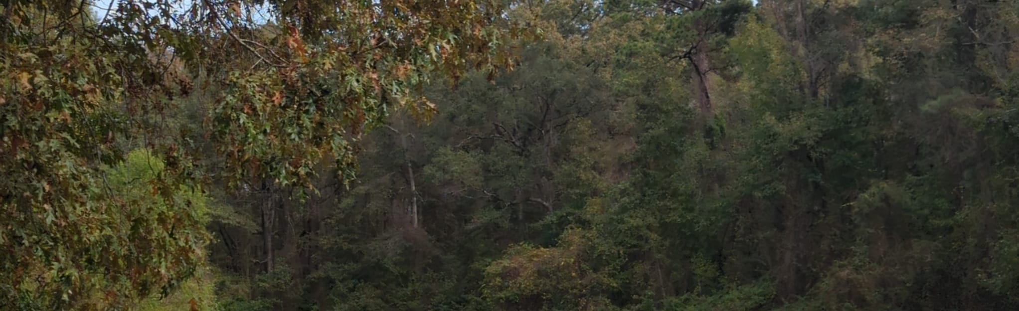 Magnolia Trail, Mississippi - 8 Reviews, Map | AllTrails