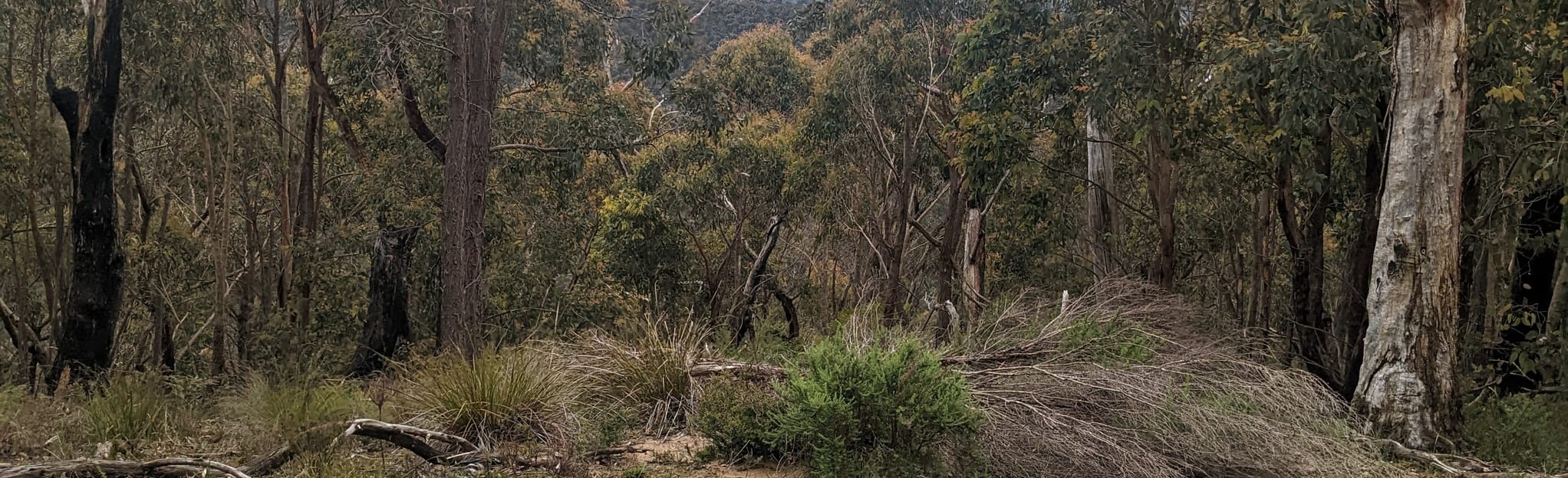 Mount Everard Track North: 11 Reviews, Map - Victoria, Australia ...