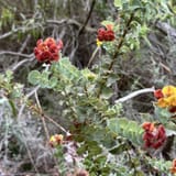 Krom River Trail, Western Cape, South Africa - 293 Reviews, Map | AllTrails